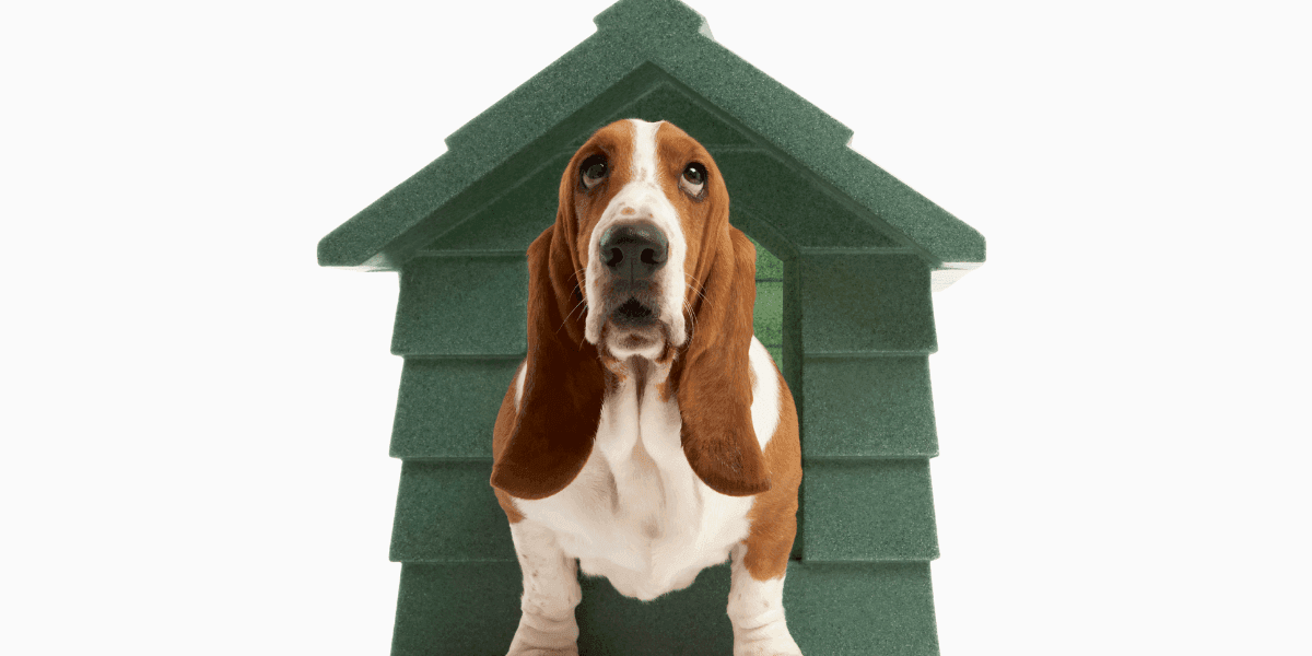Niche pour chien en hiver : protéger son chien du froid
